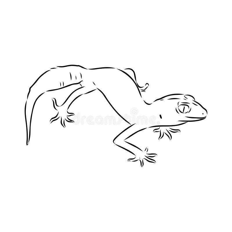 Gecko Outline Illustration on Background, Australian Stock Vector ...