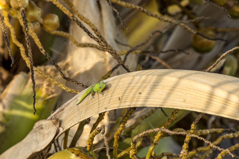 Gecko on palm frond stock image. Image of green, fronds - 68756643