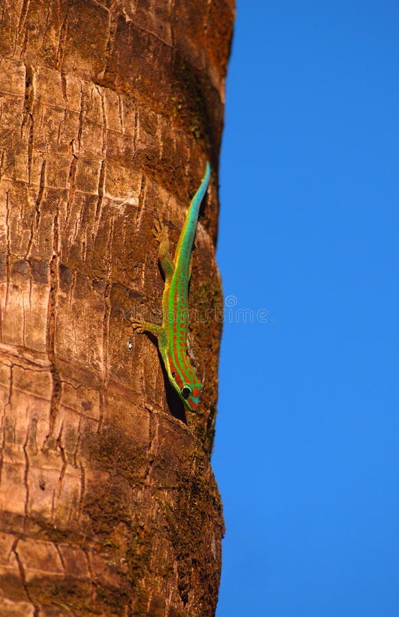 Gecko stock image. Image of tree, trunk, gecko, animal - 47581161