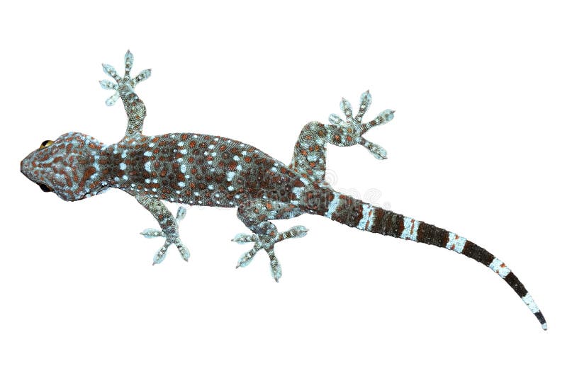 Gecko stock image. Image of isolated, lizards, reptiles - 53186389