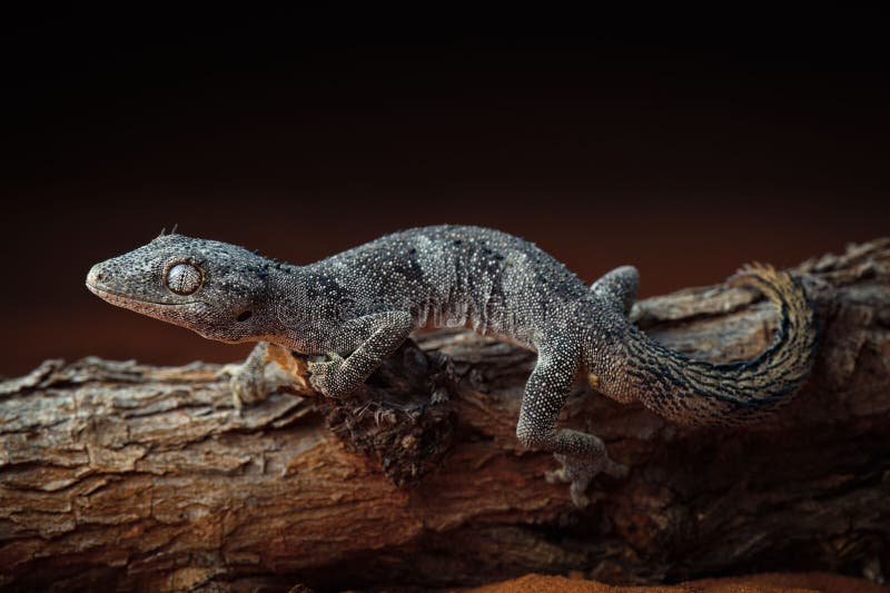 Gecko Perched on a Tree Branch in a Dark Forest, Illuminated by the ...