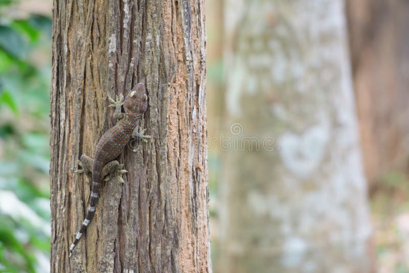 A gecko perched on a tree stock photo. Image of forest - 161364548