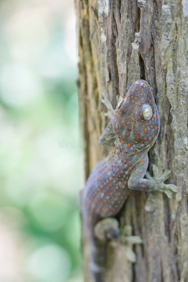 A gecko perched on a tree stock image. Image of naultinus - 161364577