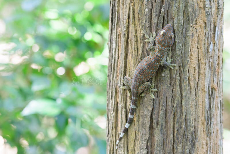 A gecko perched on a tree stock photo. Image of green - 161364746