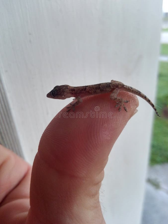 Gecko petit gecko doigt photo stock. Image du floride - 222783848