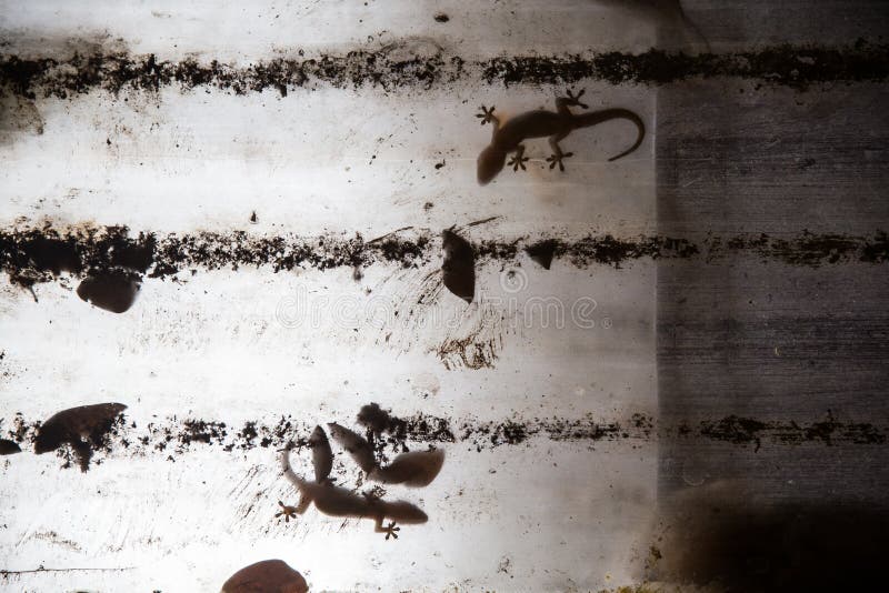 Gecko on plastic roof stock photo. Image of animal, reptile - 84276372