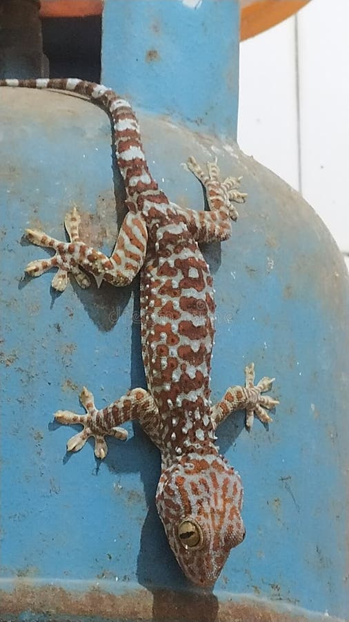 Gecko Playing in the Gas Cylinder Stock Image - Image of cylinder ...