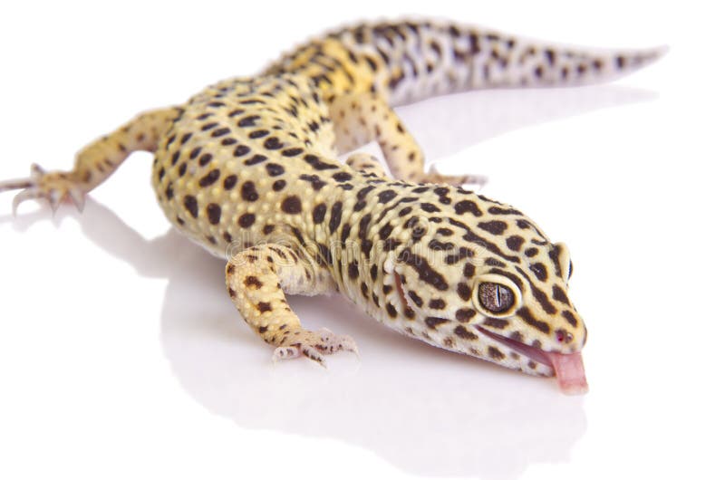Leopard spotted gecko stock photo. Image of amphibian - 9351014