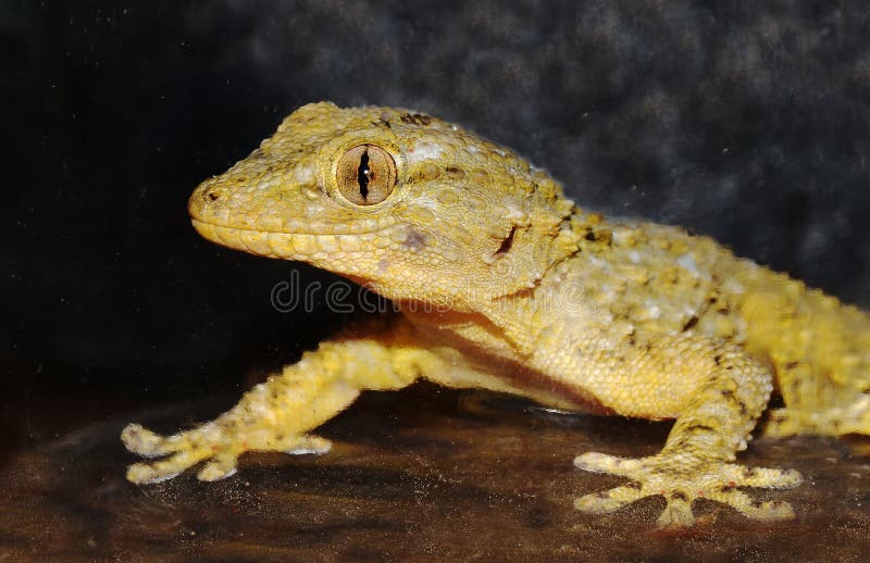Gecko portrait stock photo. Image of portraits, scales - 37214174