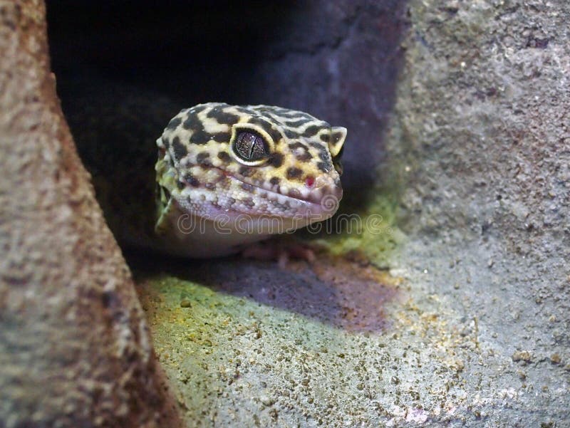 Gecko stock photo. Image of zoology, background, gecko - 51933408
