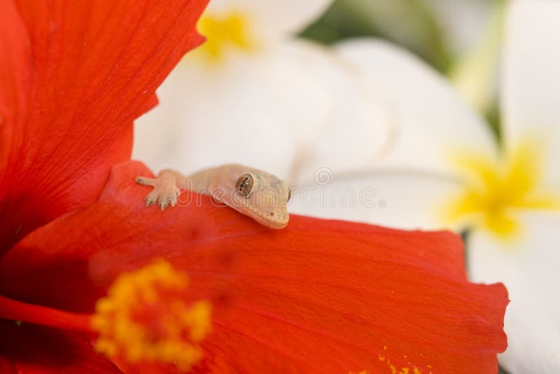 Gecko on red flower stock image. Image of natural, small - 13532025