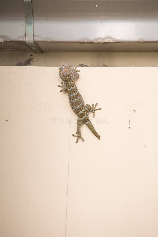 Gecko reptile animal stock image. Image of animal, tropical - 77611937