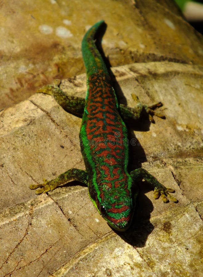 Gecko stock image. Image of resting, tree, tropical, nature - 45039157