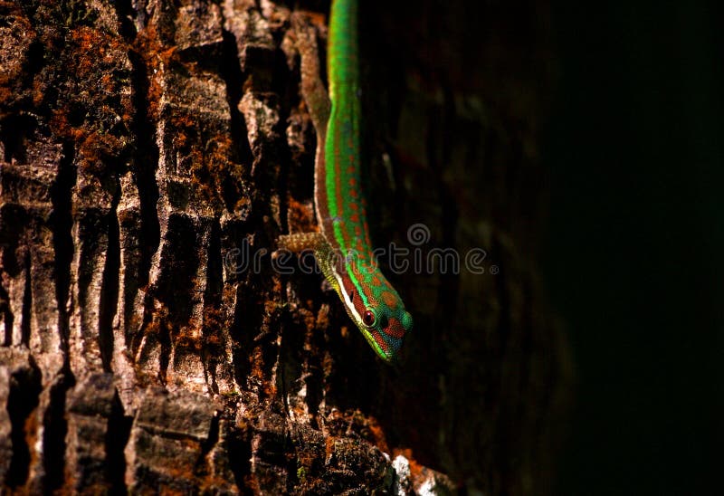 Gecko stock image. Image of green, lizard, fauna, reptile - 44873377