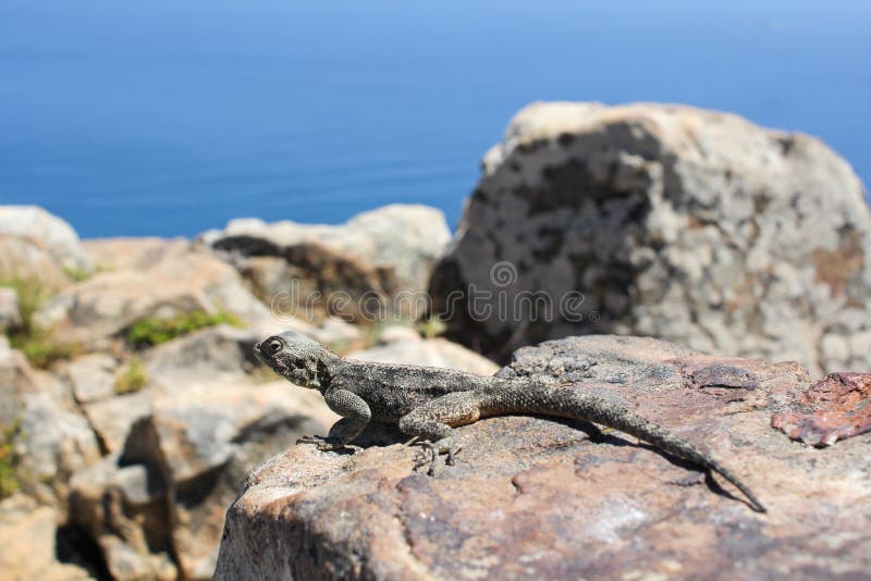 Gecko on a Rock stock photo. Image of animal, creature - 26766186