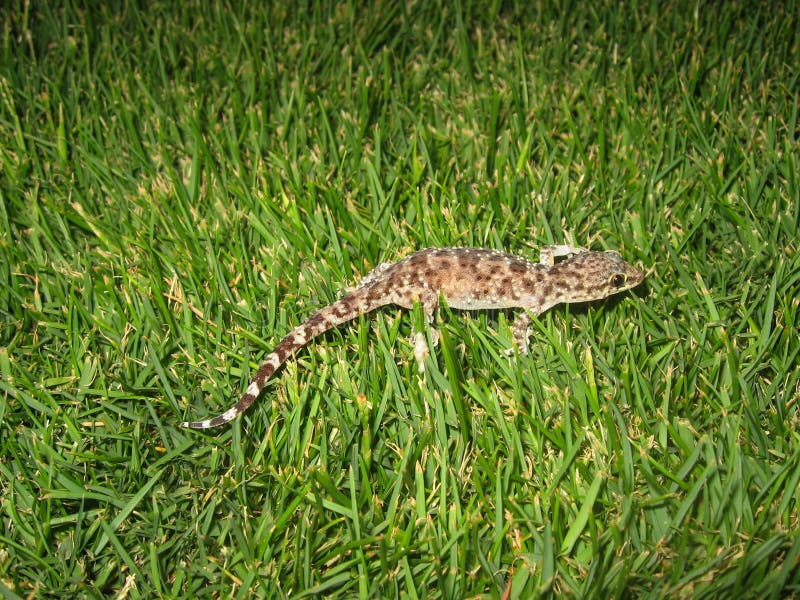 Gecko stock image. Image of grass, egypt, town, gecko - 61851551