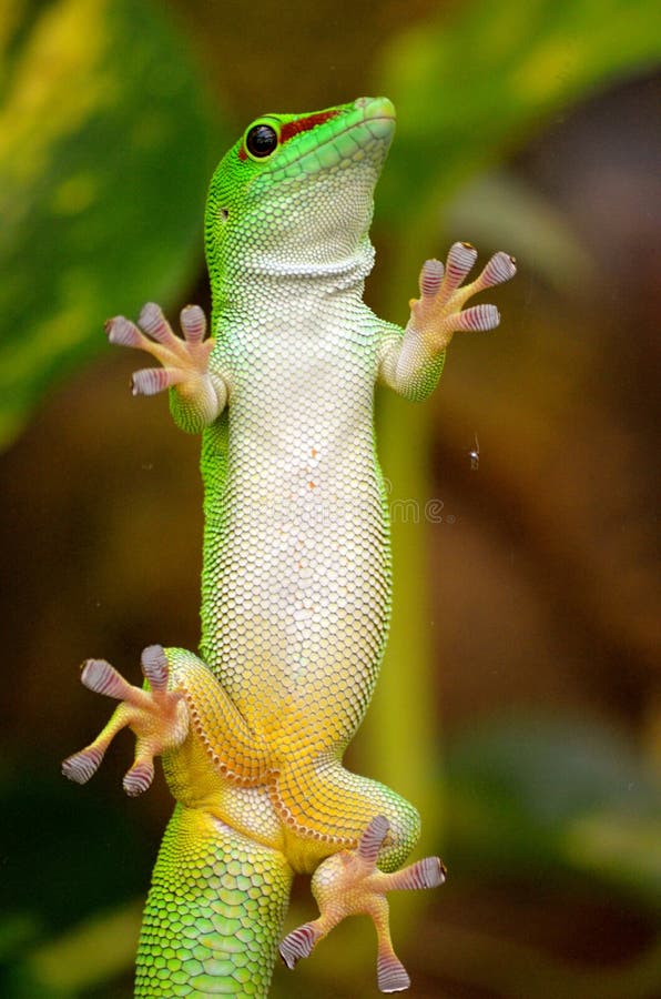 Leopard Gecko I Has Feets
