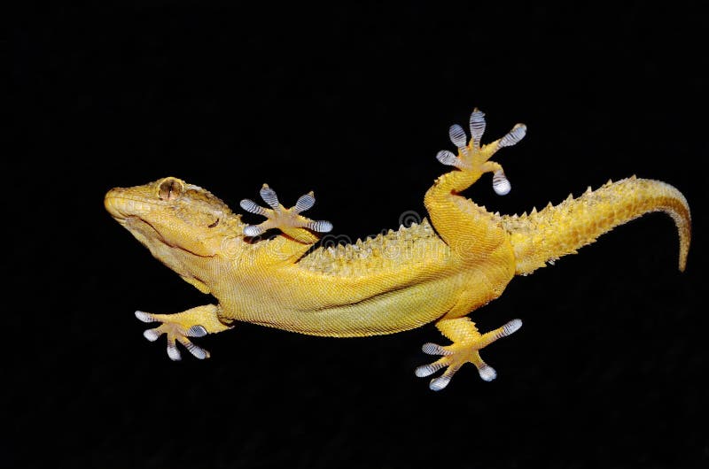 Gecko Showing Its Sticky Legs Stock Image - Image of background, funny ...