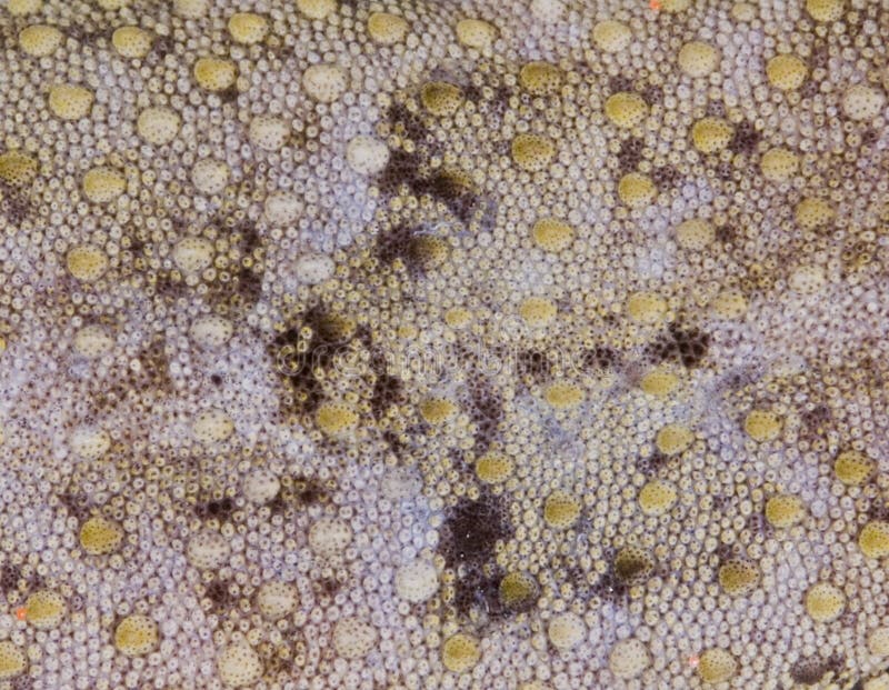 Gecko skin (Texture) stock photo. Image of lizard, hemidactylus - 38602168