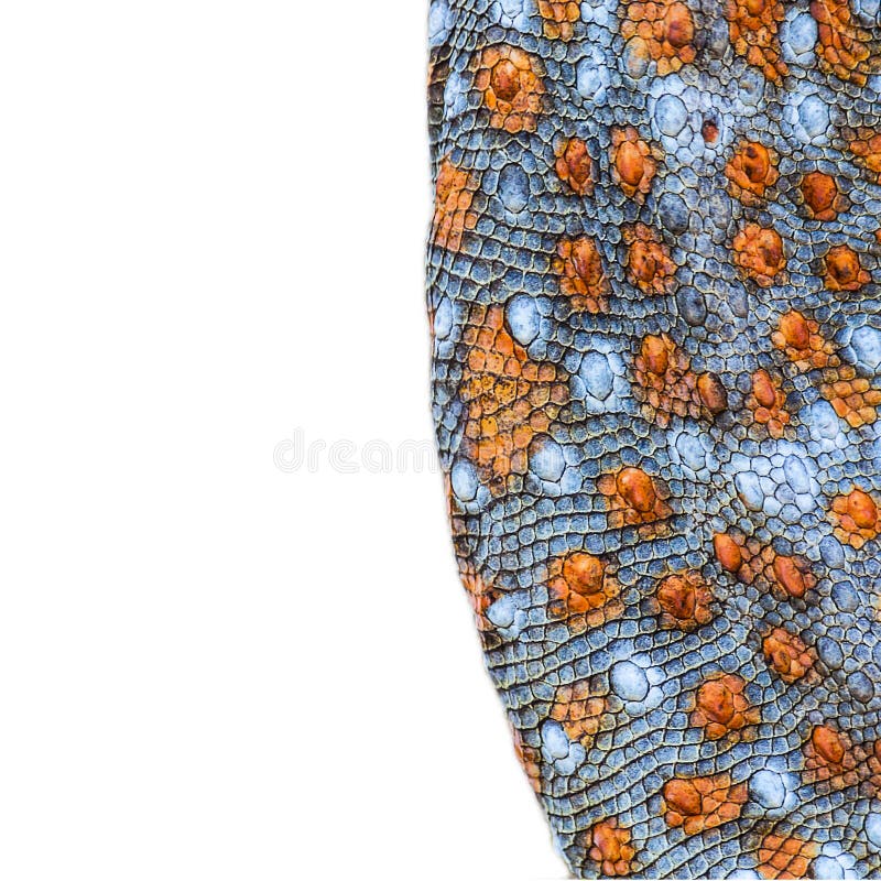 Gecko skin (Texture) stock photo. Image of lizard, hemidactylus - 38602168