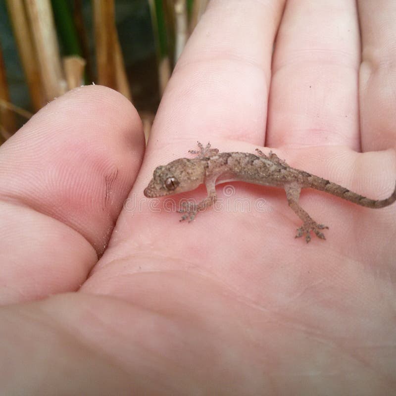 Gecko In The Hands Of A Boy Stock Photo - Image of male, reptile: 198298774