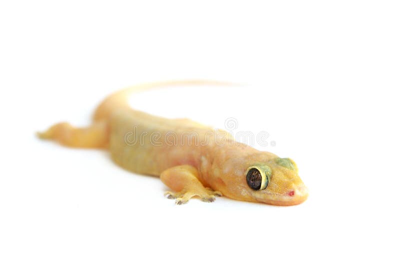 Gecko. Small lizard. stock image. Image of natural, claw - 16585629