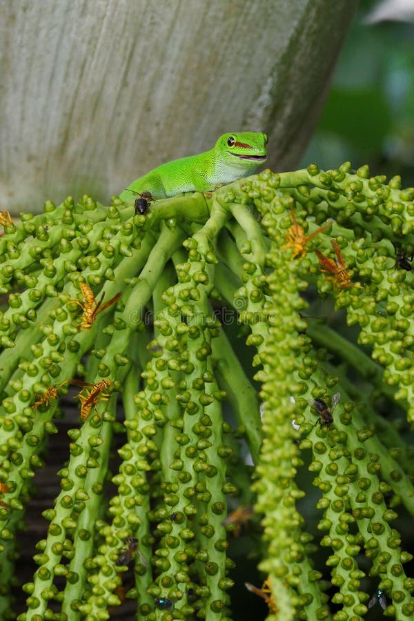 Gecko smiling stock photo. Image of tropical, smile - 139172094