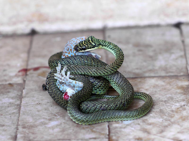 Gecko & Snake stock image. Image of mouth, park, looking - 33647203