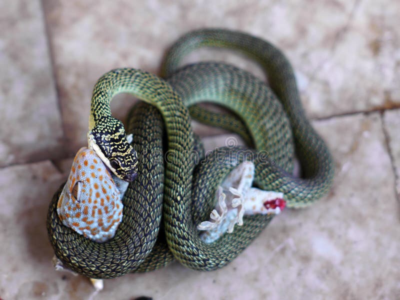 Gecko & Snake stock photo. Image of animal, wild - 33648278