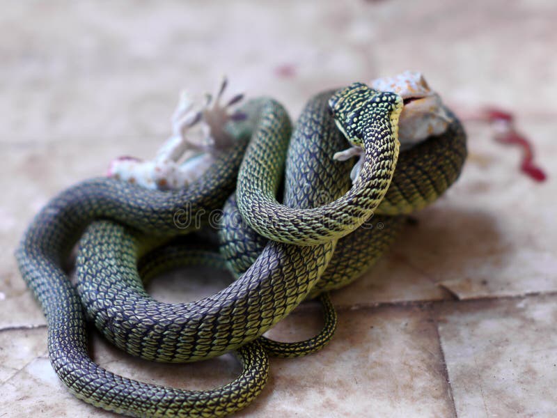 Hug Snake Stock Photos - Free & Royalty-Free Stock Photos from Dreamstime