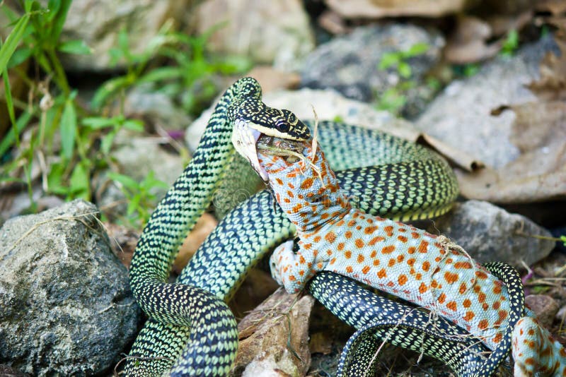 Gecko & Snake stock image. Image of reptile, amphibian - 44904683