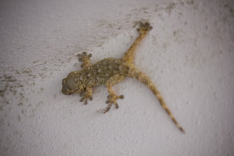 Gecko standing stock photo. Image of reptiles, wild, lizard - 43805458