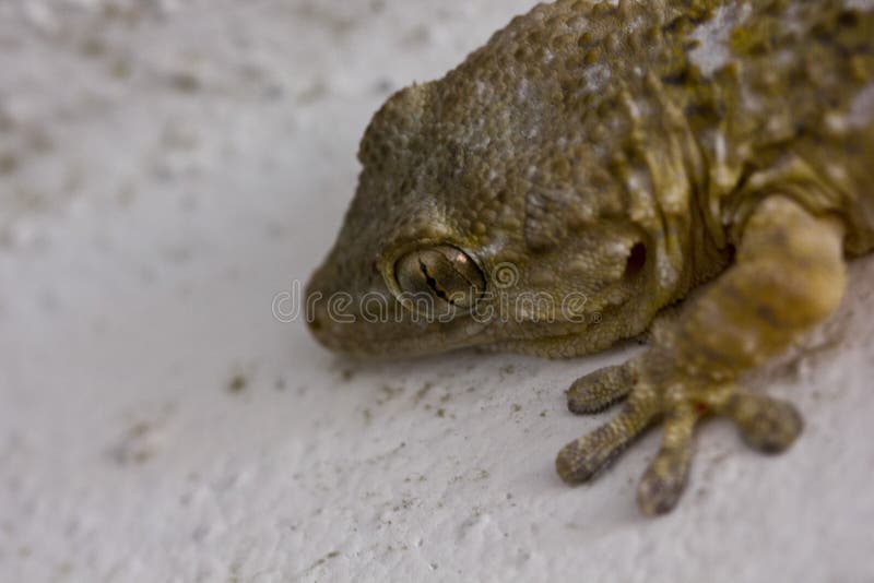 Gecko Standing on a White Wall Stock Photo - Image of reptiles ...