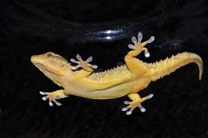 Gecko swimming underwater stock photo. Image of space - 26089554