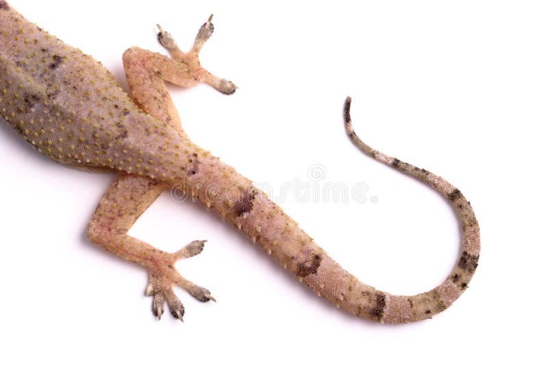 Gecko tail stock photo. Image of fauna, crawling, gecko - 41490362