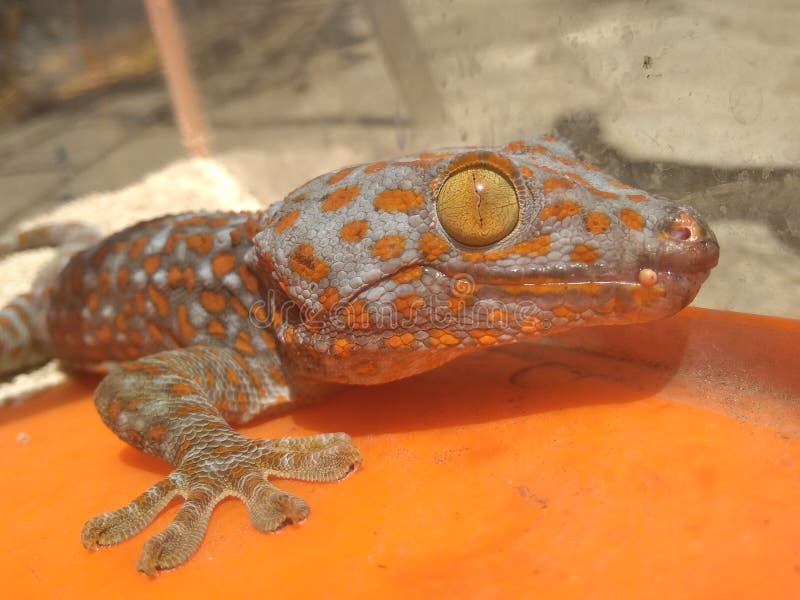 Gecko with textured skin stock photo. Image of reptile - 199802340