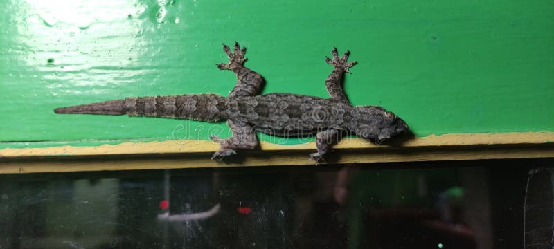 Black Gecko on the Wood Plank Pine Stock Image - Image of black, gecko ...