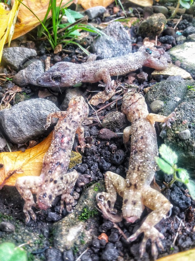138 Dead Gecko Photos - Free & Royalty-Free Stock Photos from Dreamstime