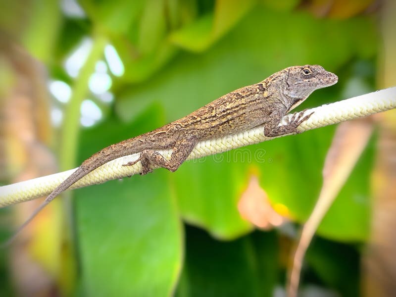 Gecko 2 stock photo. Image of reptile, predator, animal - 289412142