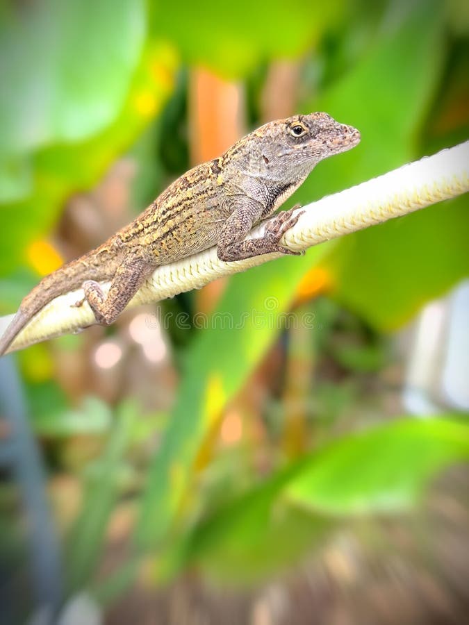 Gecko 2 stock photo. Image of small, prey, animal, tiny - 289868228