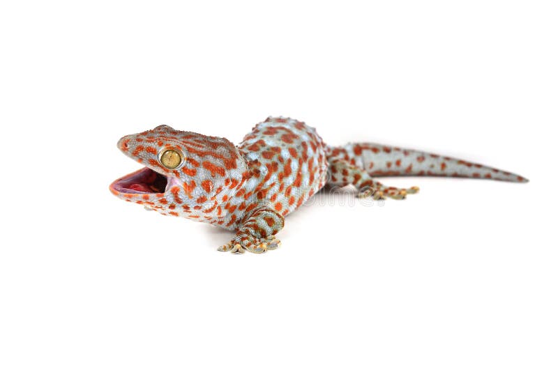 Gecko Calling Gecko Tropical Asian Gecko Stock Photo - Image of eyes ...