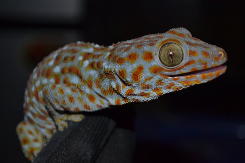 Gecko stock image. Image of bites, tokay, gecko, nocturnal - 72728001