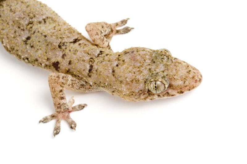 Gecko skin (Texture) stock photo. Image of lizard, hemidactylus - 38602168