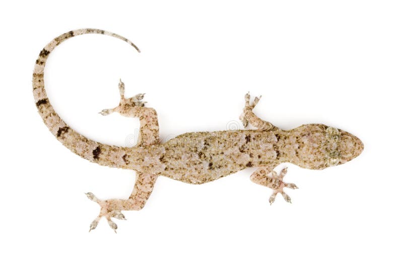 164 Gecko Top View Stock Photos - Free & Royalty-Free Stock Photos from ...