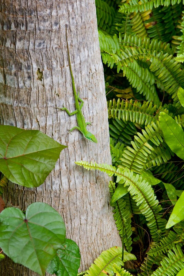 Green gecko stock photo. Image of outdoors, nature, bright - 11724690