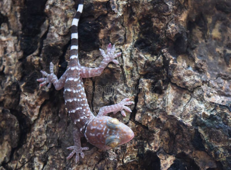 Gecko on tree stock photo. Image of hunter, creature - 81214548