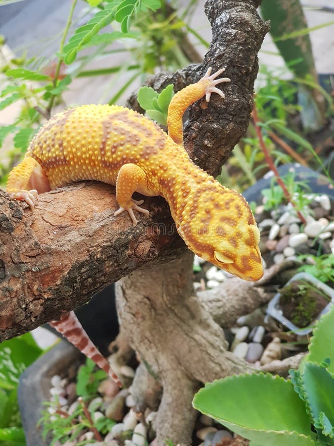 Gecko on a tree branch stock photo. Image of animal - 256967800