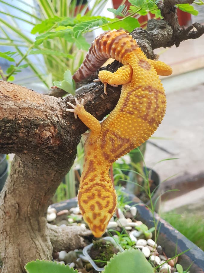 Gecko on a tree branch stock photo. Image of jungle - 256967766