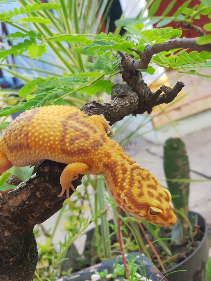 Gecko on a tree branch stock photo. Image of reptile - 256967784