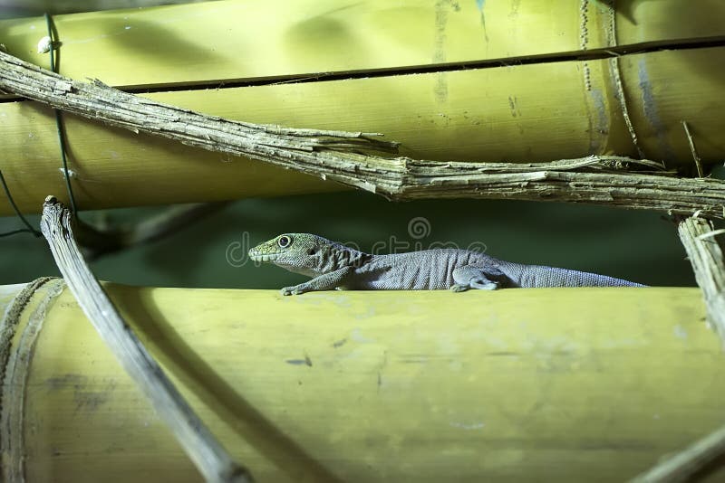 Gecko on a tree stock image. Image of gecko, tree, animal - 160968487